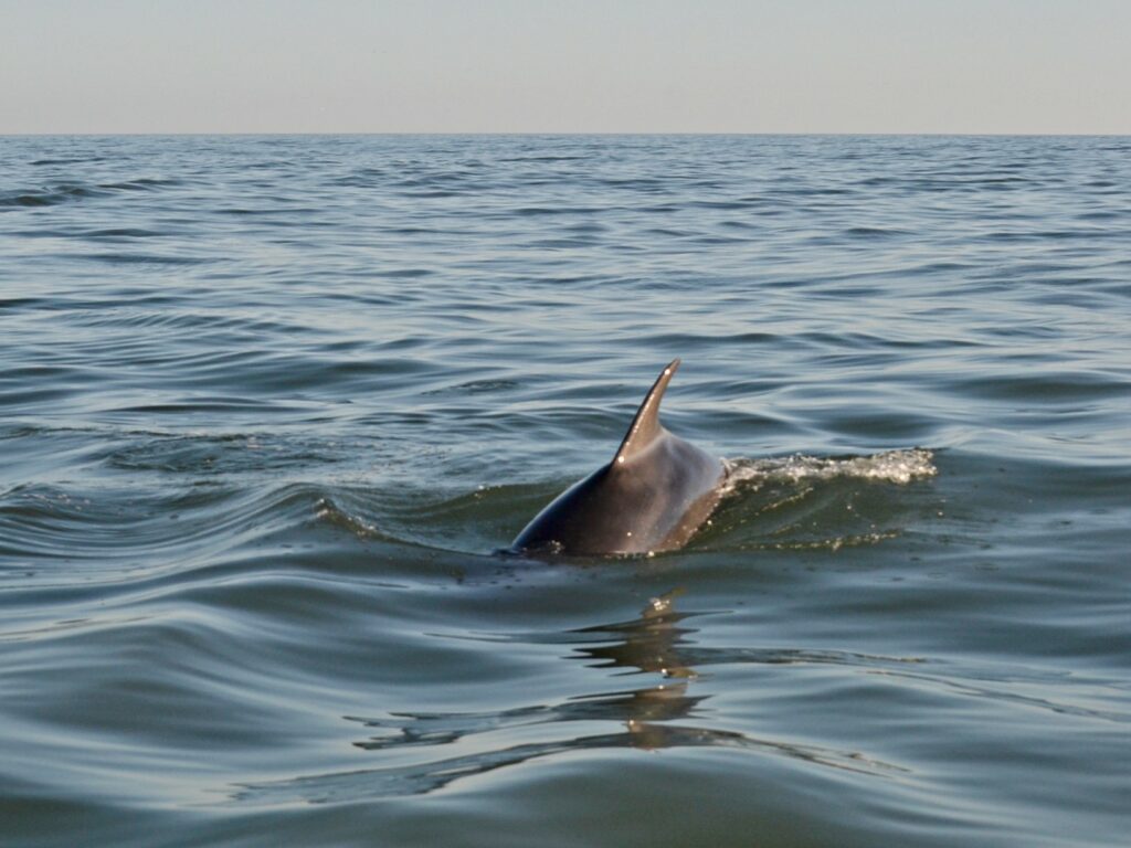 Delfin safari i Thyborøn