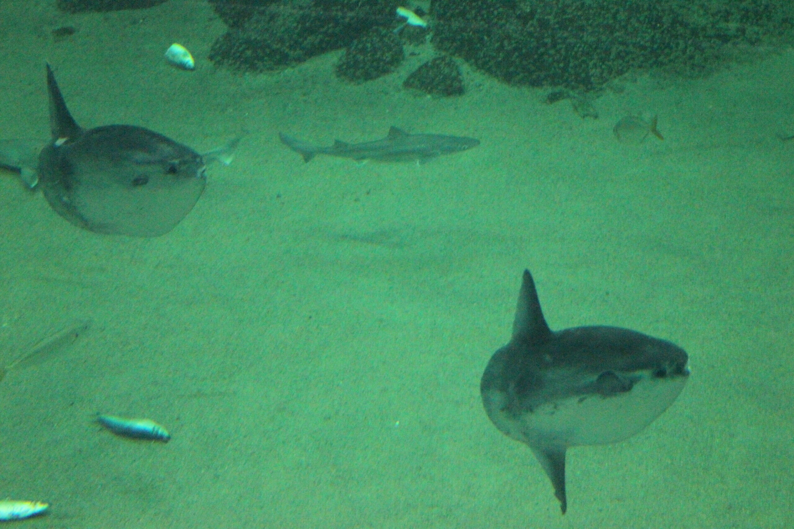 VIDEO | Nye klumpfisk ankommet