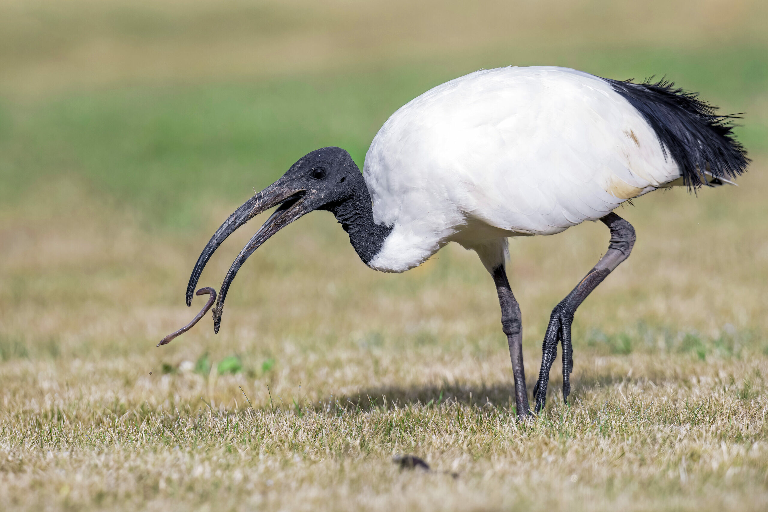 Eksotiske fugle på fri fod i Danmark