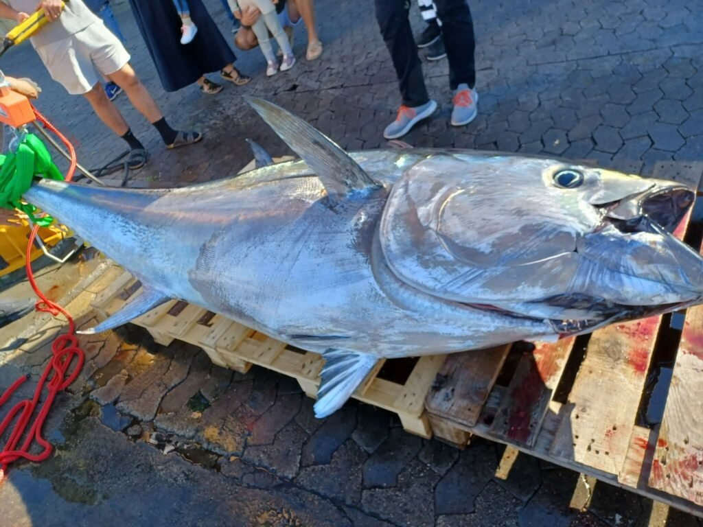 SE VIDEO: To gigantiske tun fanget i dansk farvand