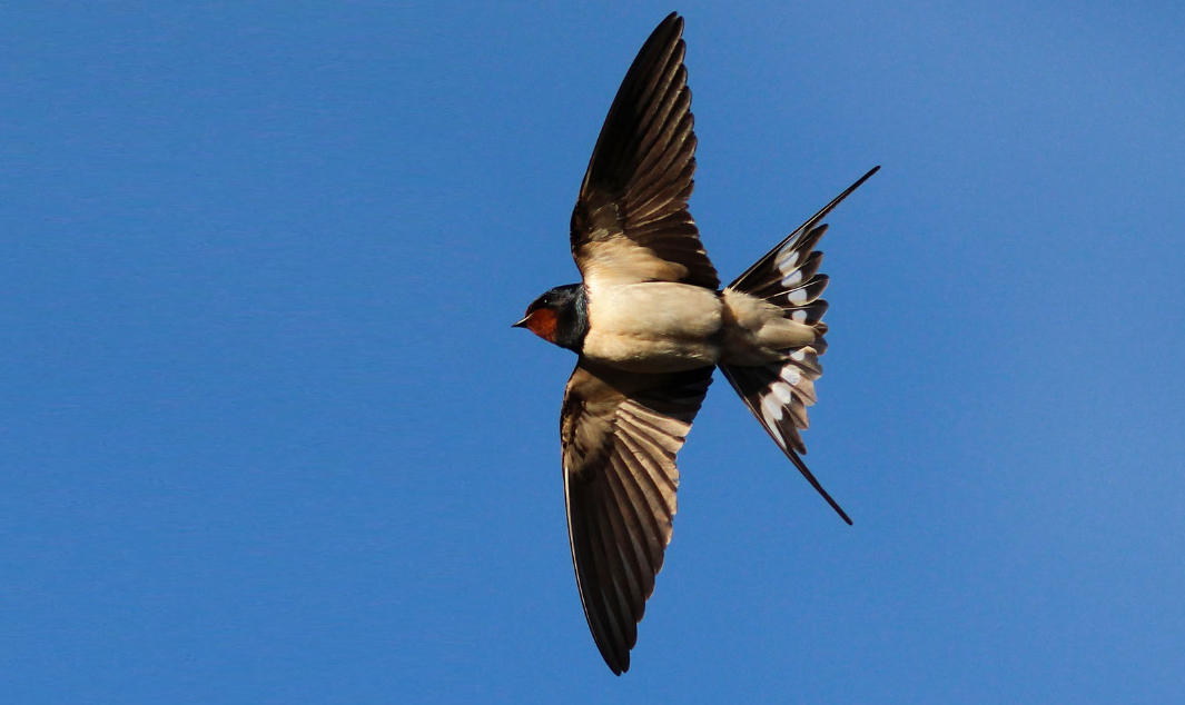 Chokerende hændelse: Mand begraver hundredevis af svalereder levende