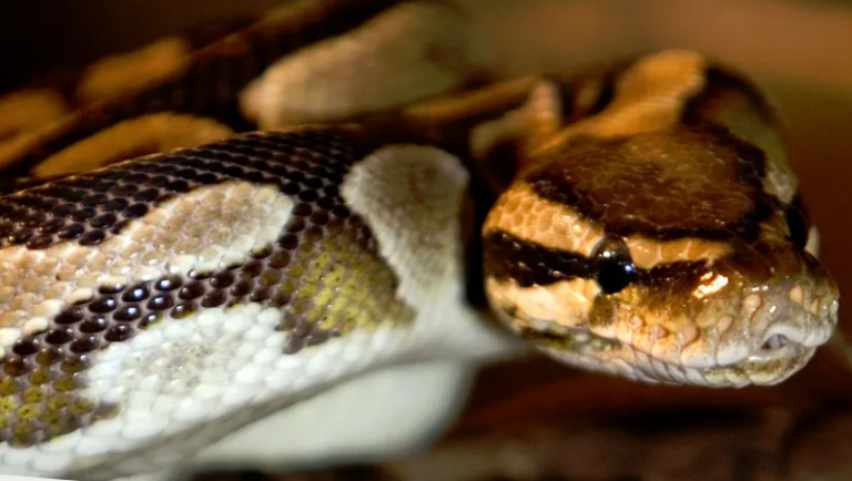 Kæmpe kongepyton løs i boligkvarter