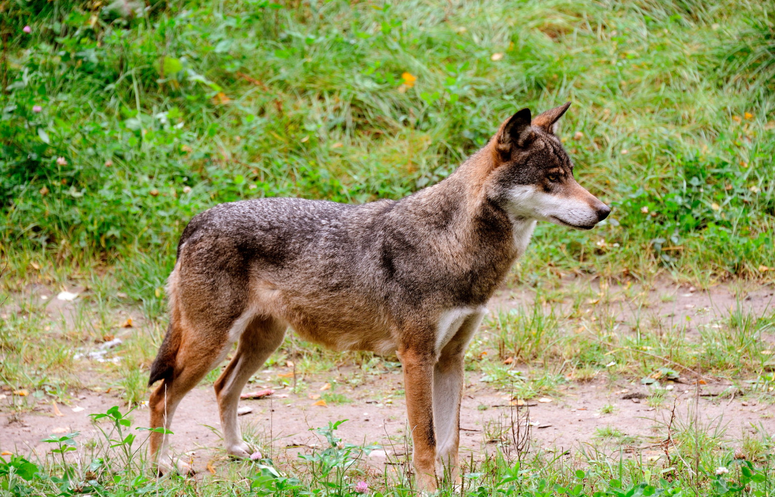 Chokerede borgere: Ulve spottet i ny dansk by