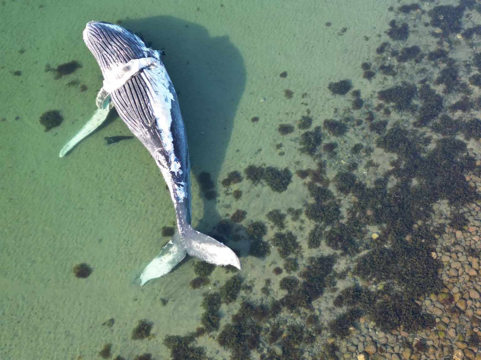 Vildt syn: Stor hval fundet livløs ved dansk strand