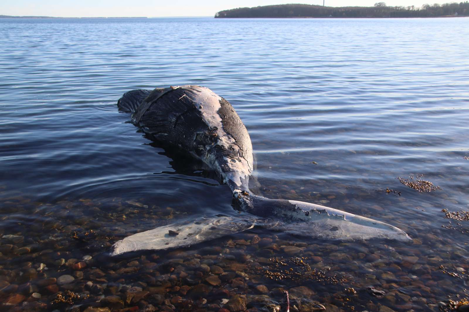 Vildt syn: Stor hval fundet livløs ved dansk strand