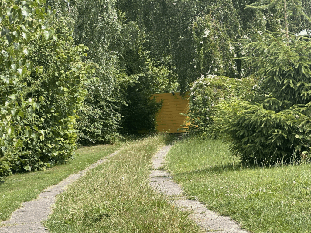 Farlig plante i danske haver: ‘Drøngiftig’, advarer eksperter