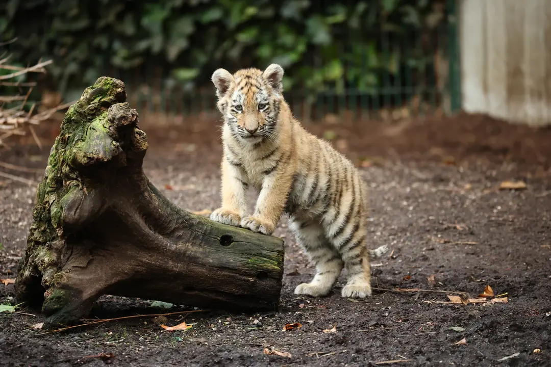 To tigere slippes løs i Københavns Zoo