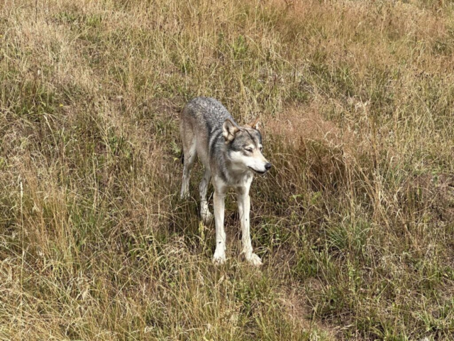 Ulv skudt i Danmark